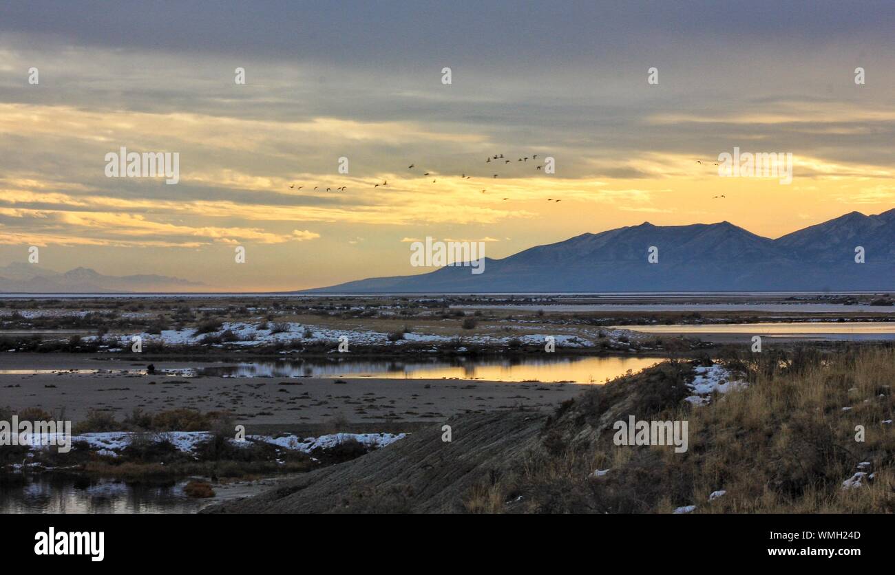 Great Salt Lake Wildlife High Resolution Stock Photography and Images ...