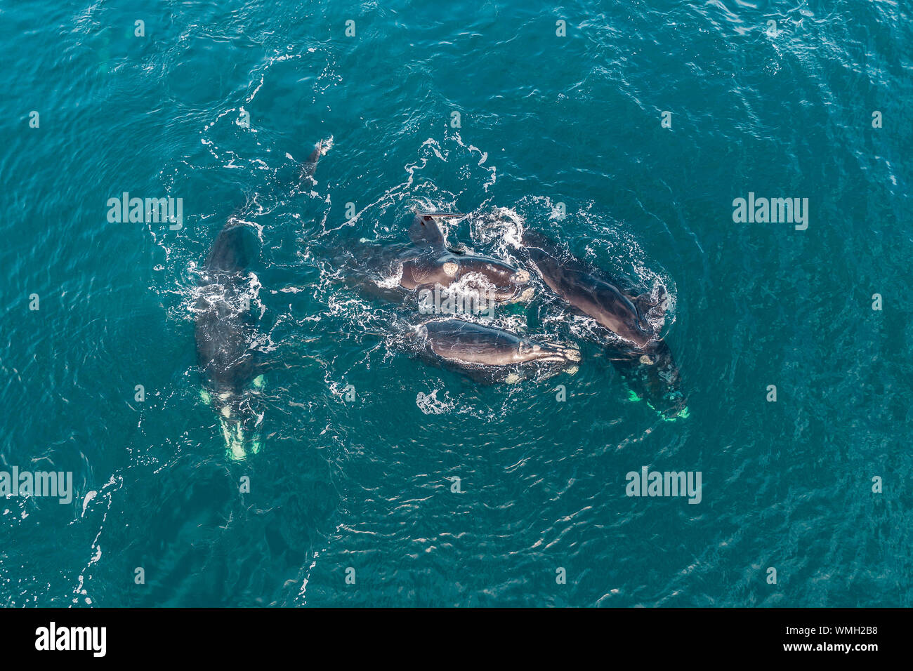 Whales mating hi-res stock photography and images - Alamy