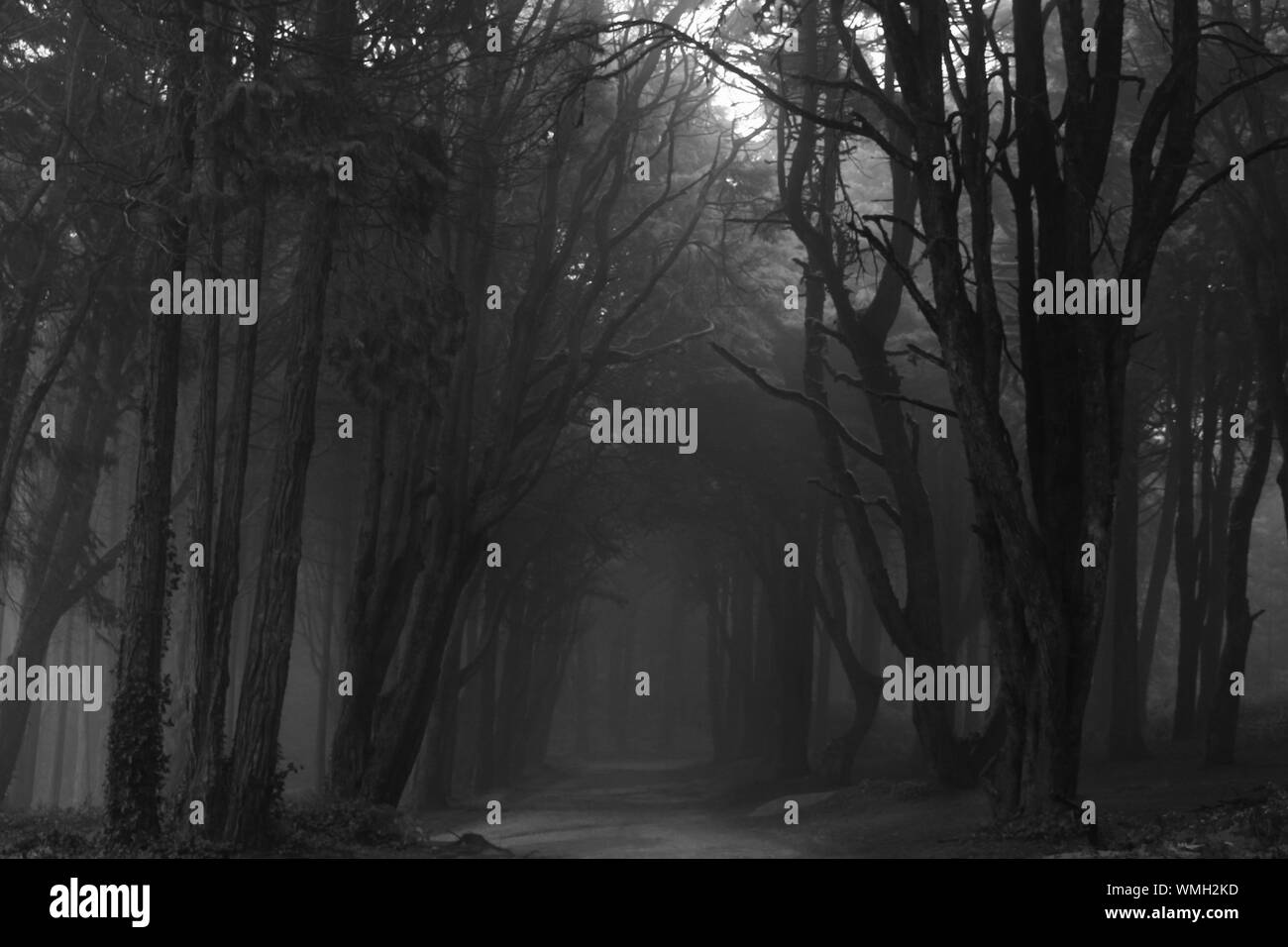 Trees in dark forest hi-res stock photography and images - Alamy