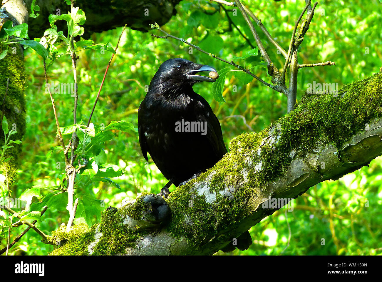 Front View Black Crow High Resolution Stock Photography and Images - Alamy