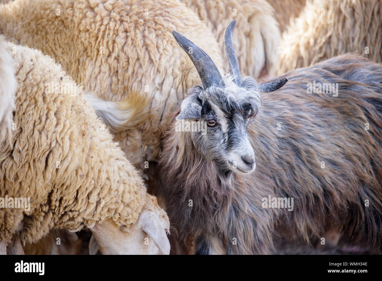 Sheep and goat hi-res stock photography and images - Alamy