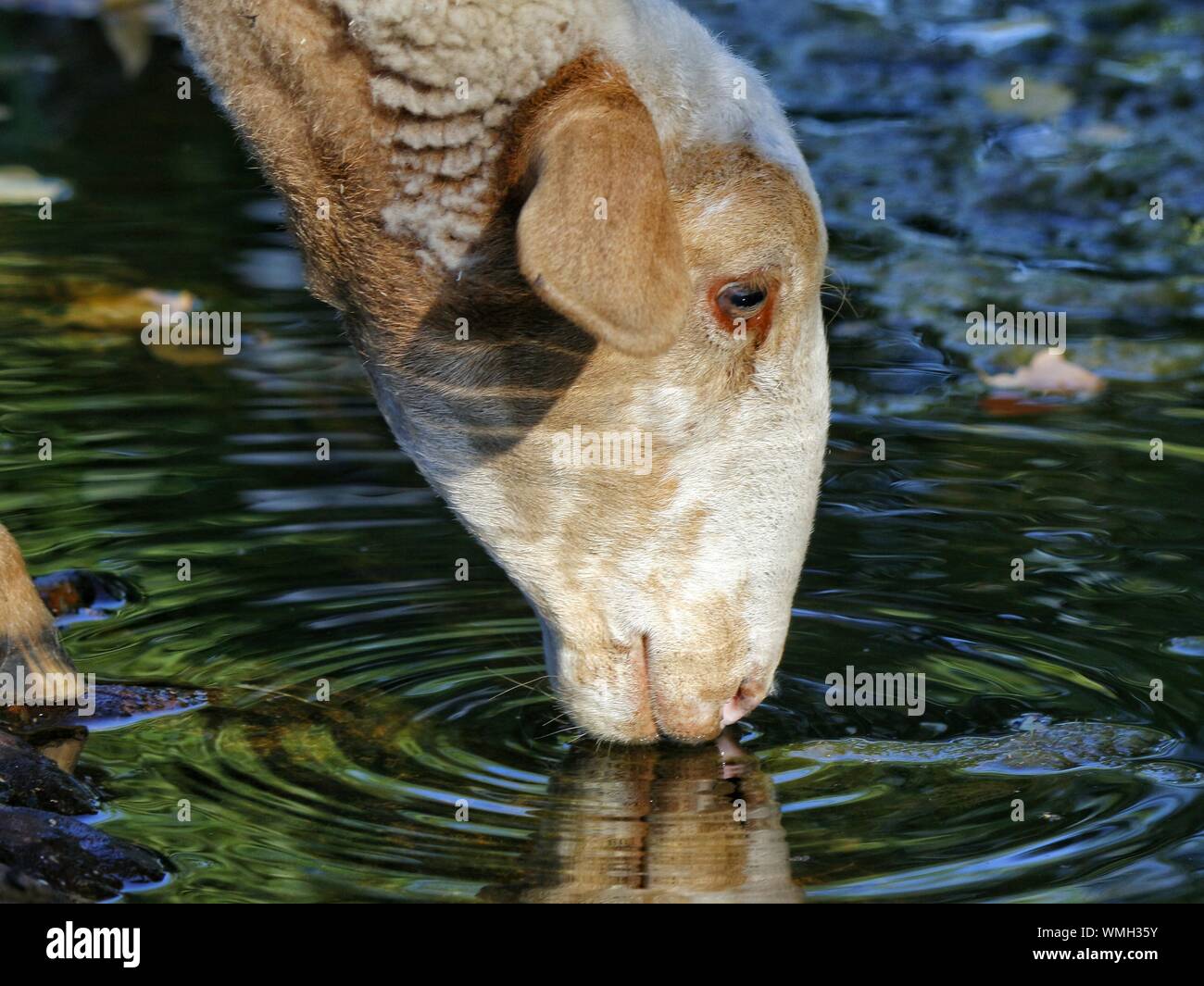 Sheep drinking water hi-res stock photography and images - Alamy