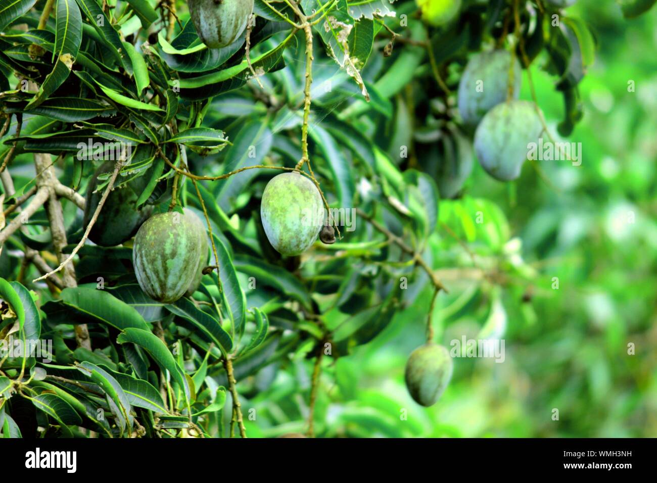 Mangoes Growing On Mango Tree High Resolution Stock Photography and ...