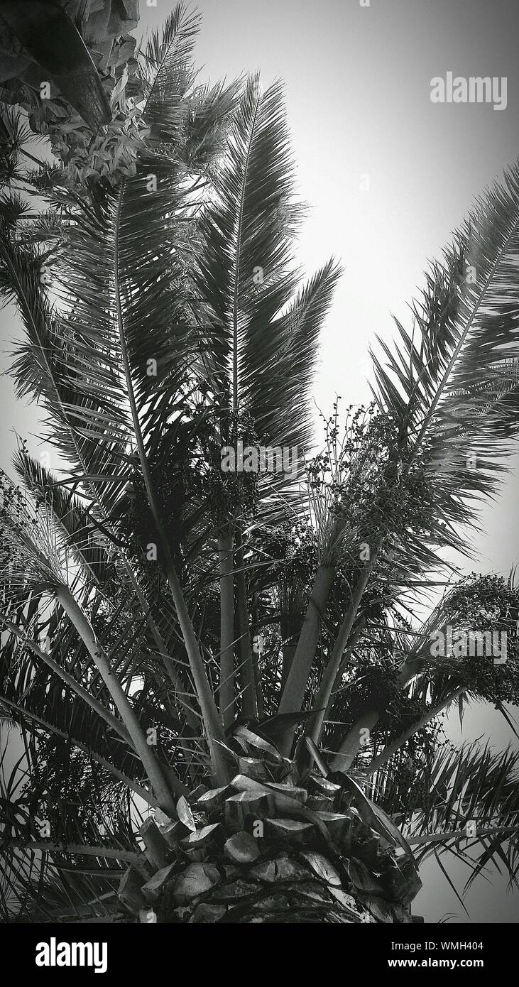 Palm tree fronds growth hi-res stock photography and images - Alamy