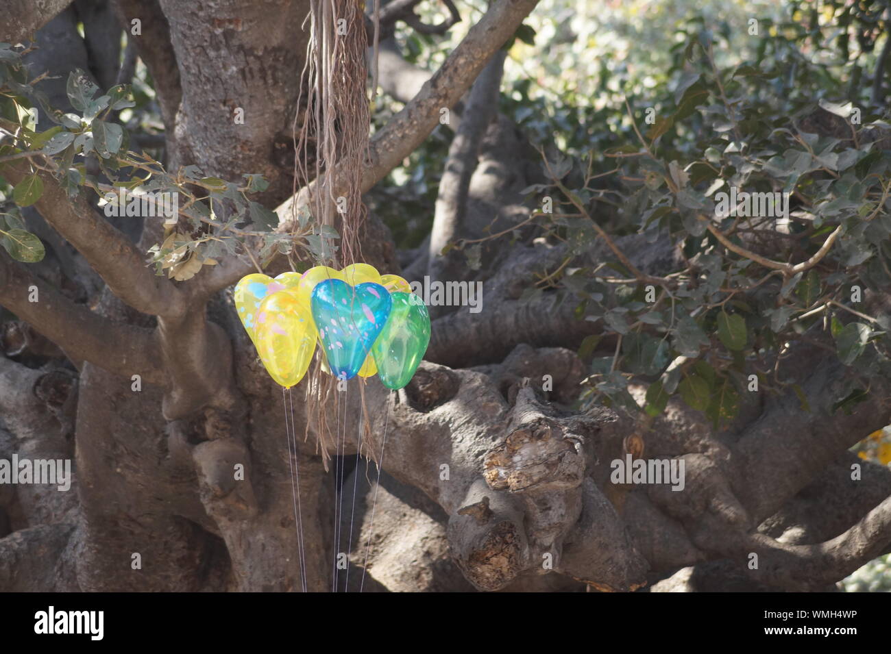 View Of Tree Trunk Stock Photo - Alamy