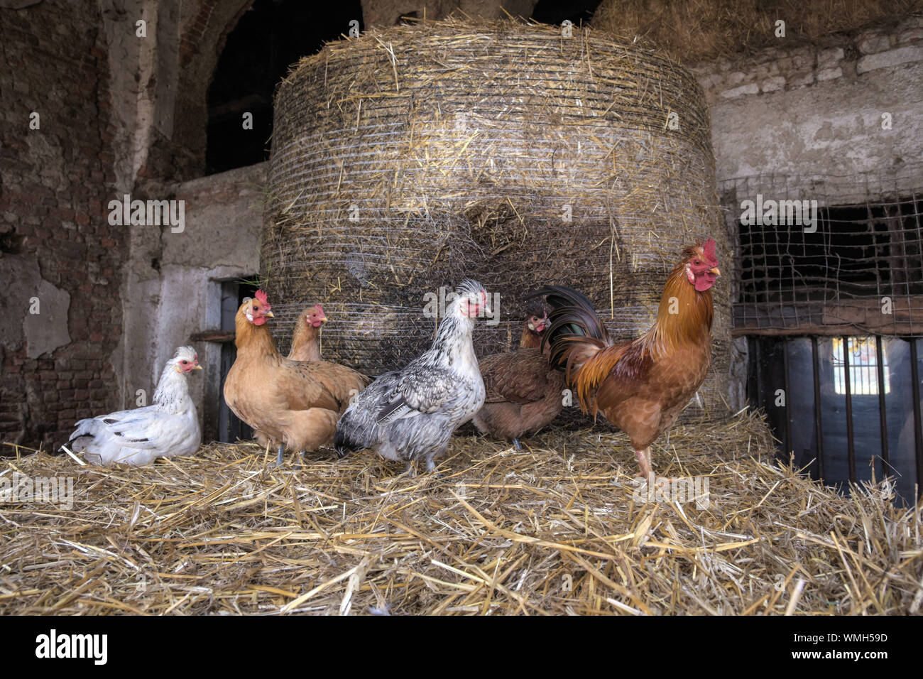 Hay birds hi-res stock photography and images - Alamy