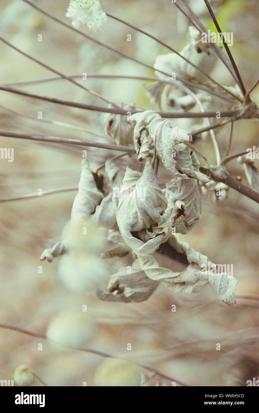 Dead_flowers hi-res stock photography and images - Alamy