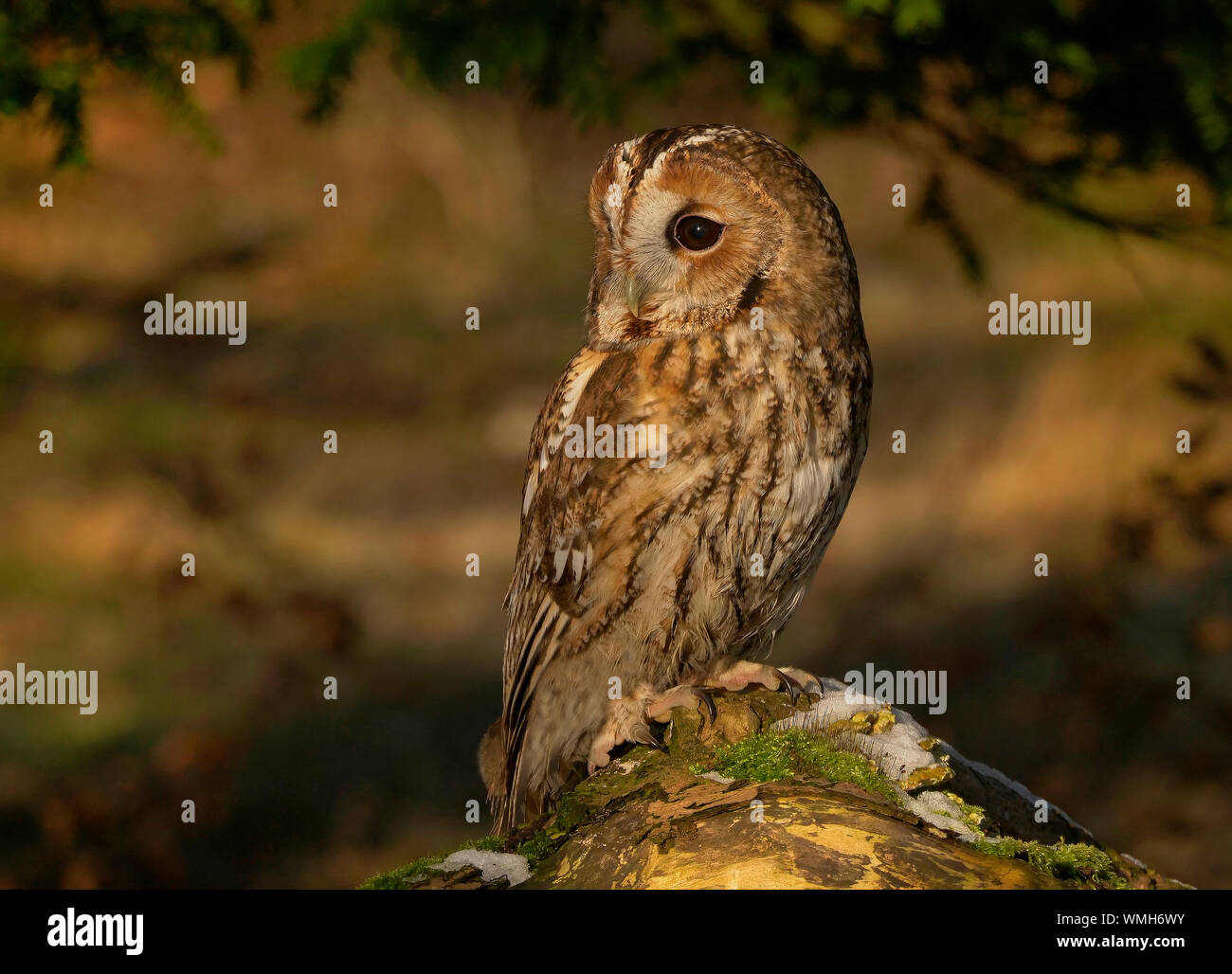 Tawny Owls in woodland setting Stock Photo - Alamy