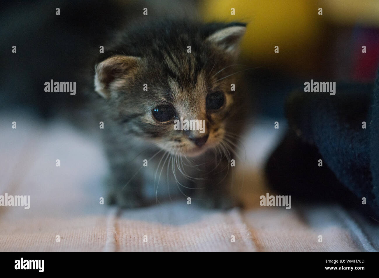 View Of Cat Cub Stock Photo - Alamy