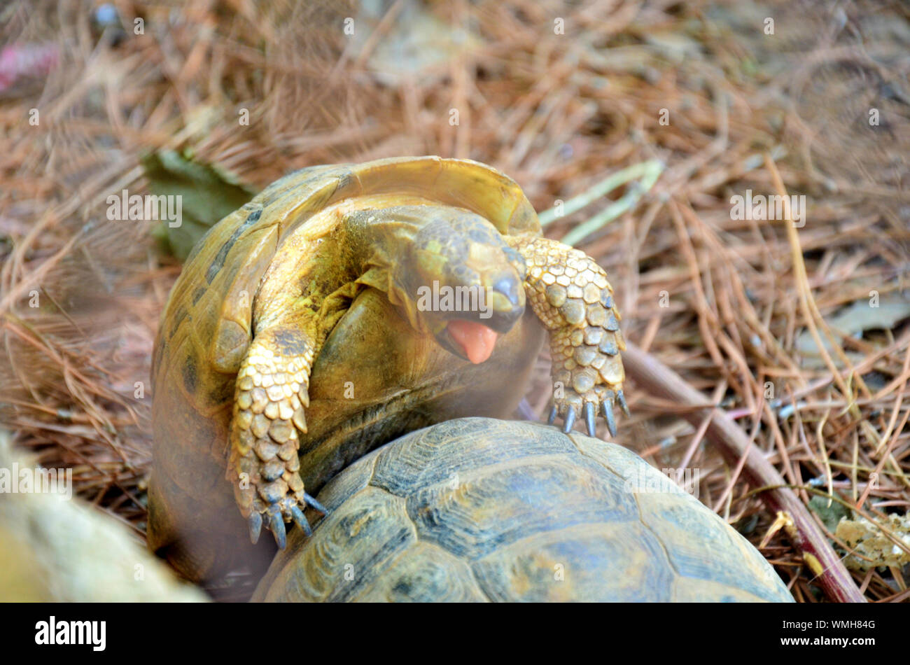 Mating turtles hi-res stock photography and images - Alamy