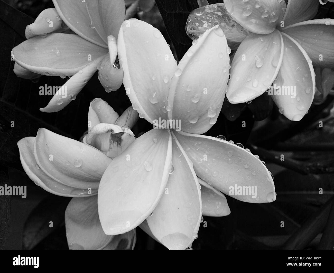 Wet frangipani hi-res stock photography and images - Alamy