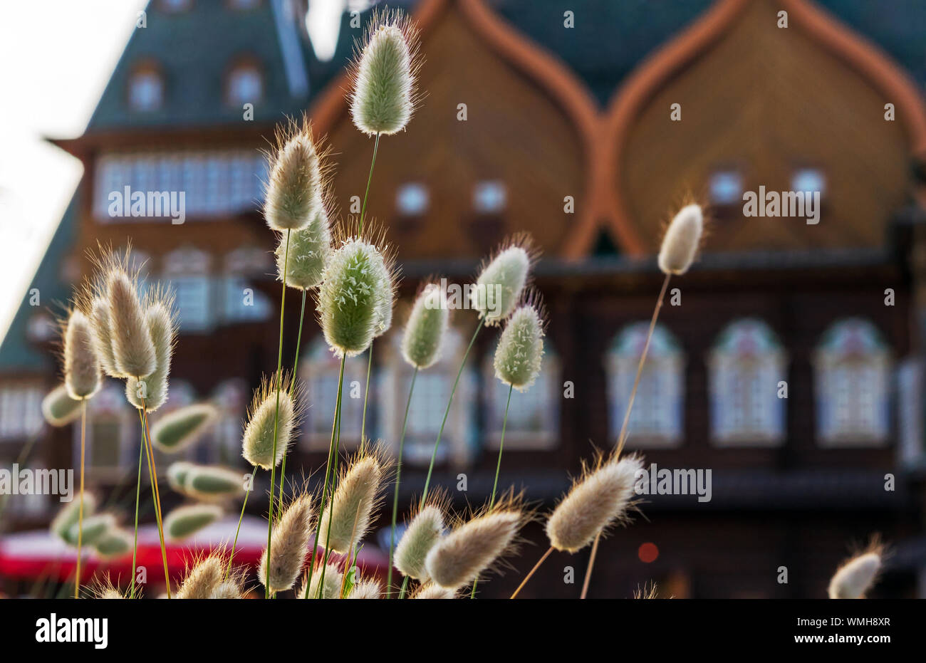 Lagurus ovatus, commonly called hare's-tail, hare's-tail grass or ...