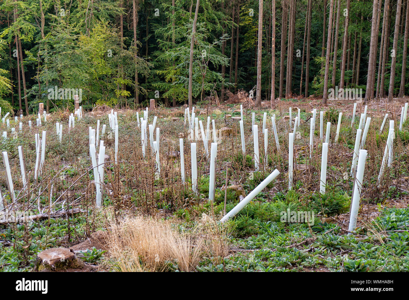 Afforestation europe hi-res stock photography and images - Alamy