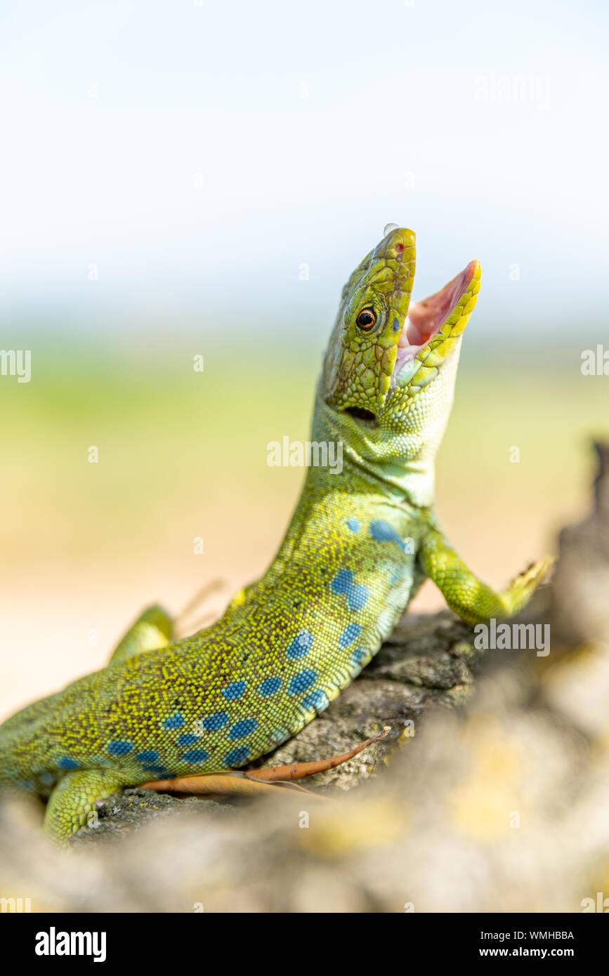 Jeweled Lizard in Spain Stock Photo - Alamy