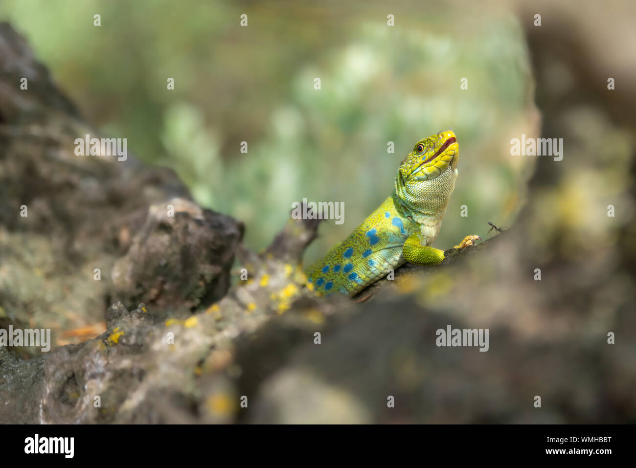 Jeweled Lizard in Spain Stock Photo - Alamy