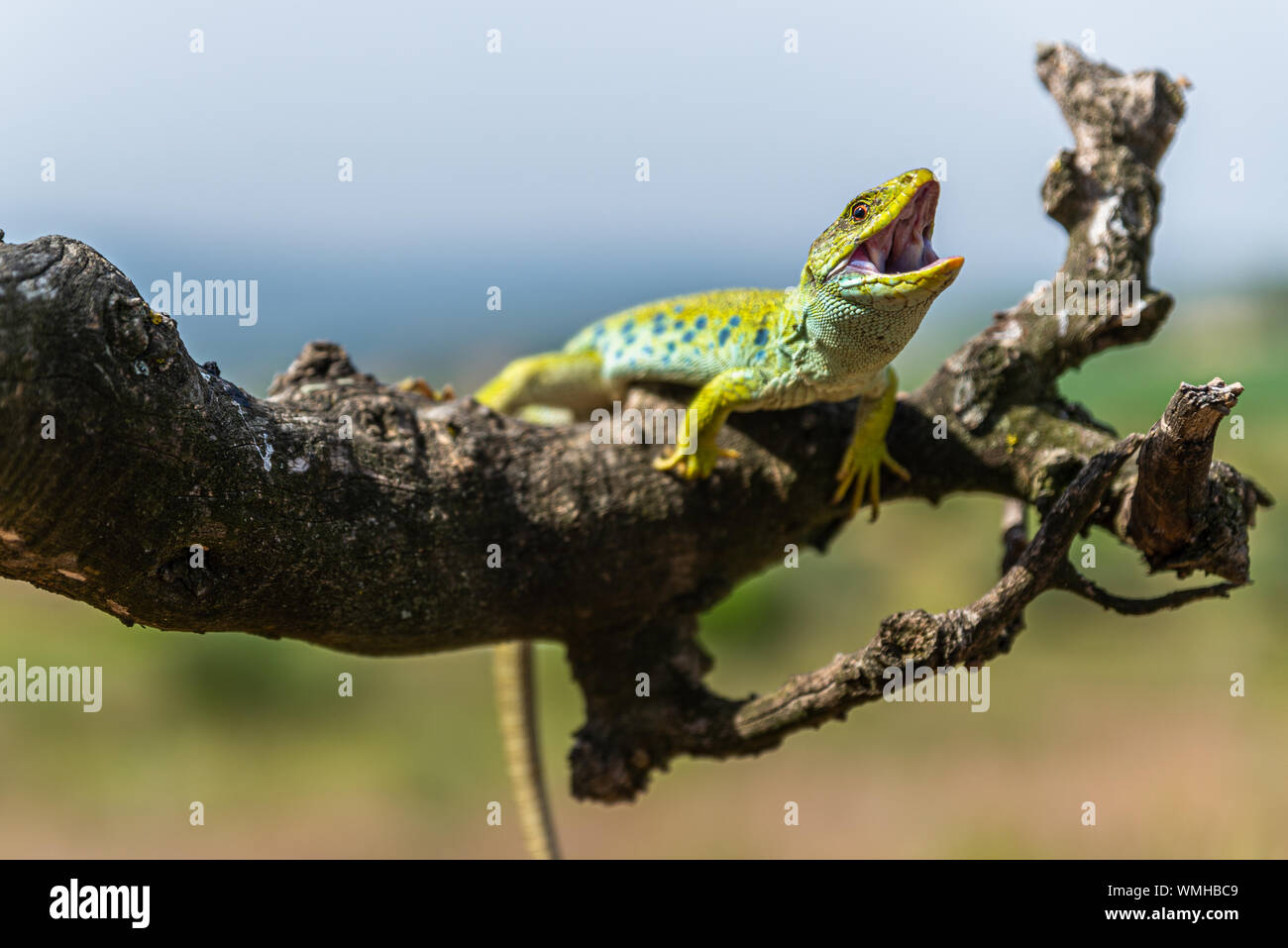 Jeweled Lizard in Spain Stock Photo - Alamy