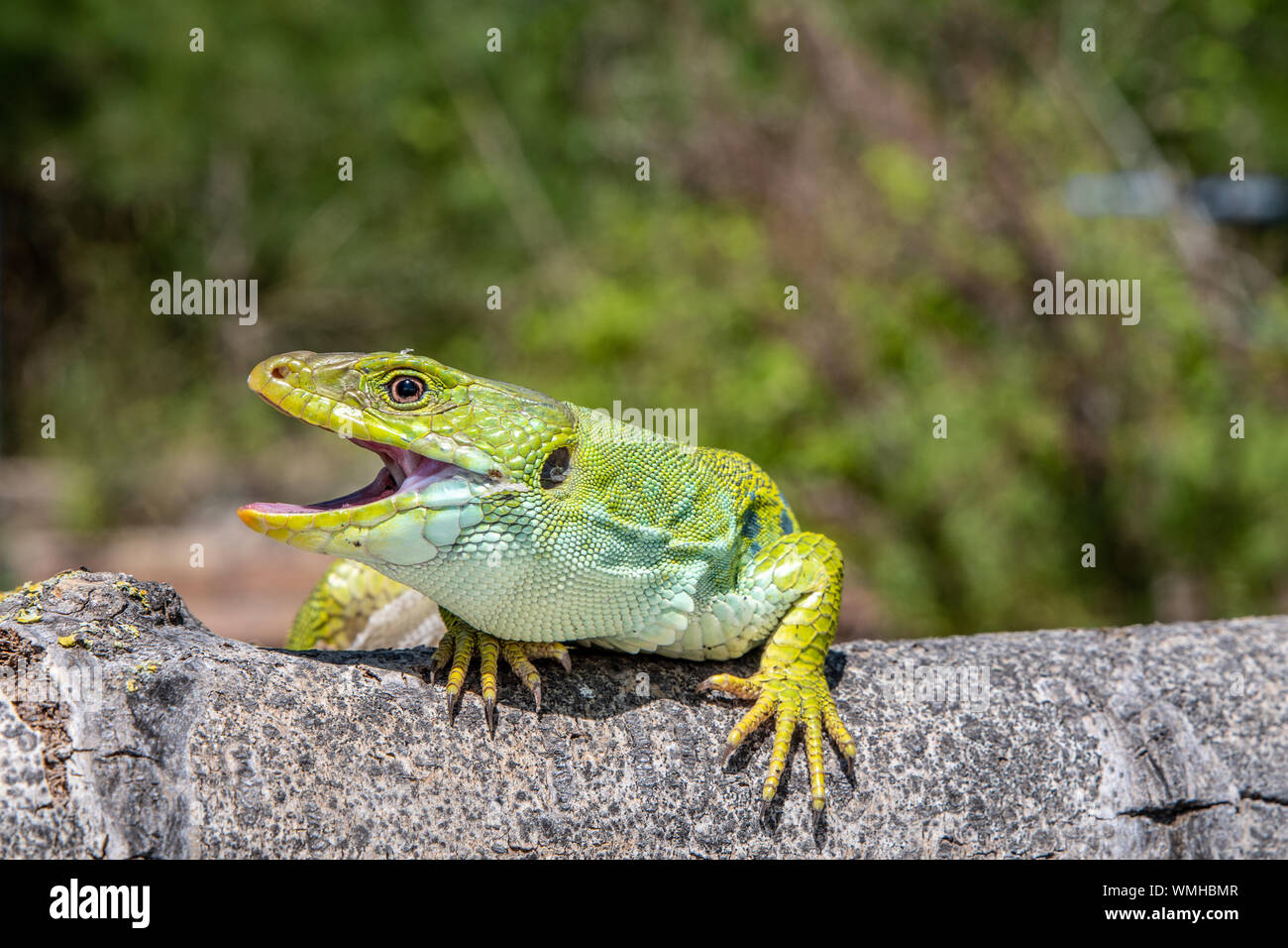Jeweled Lizard in Spain Stock Photo - Alamy
