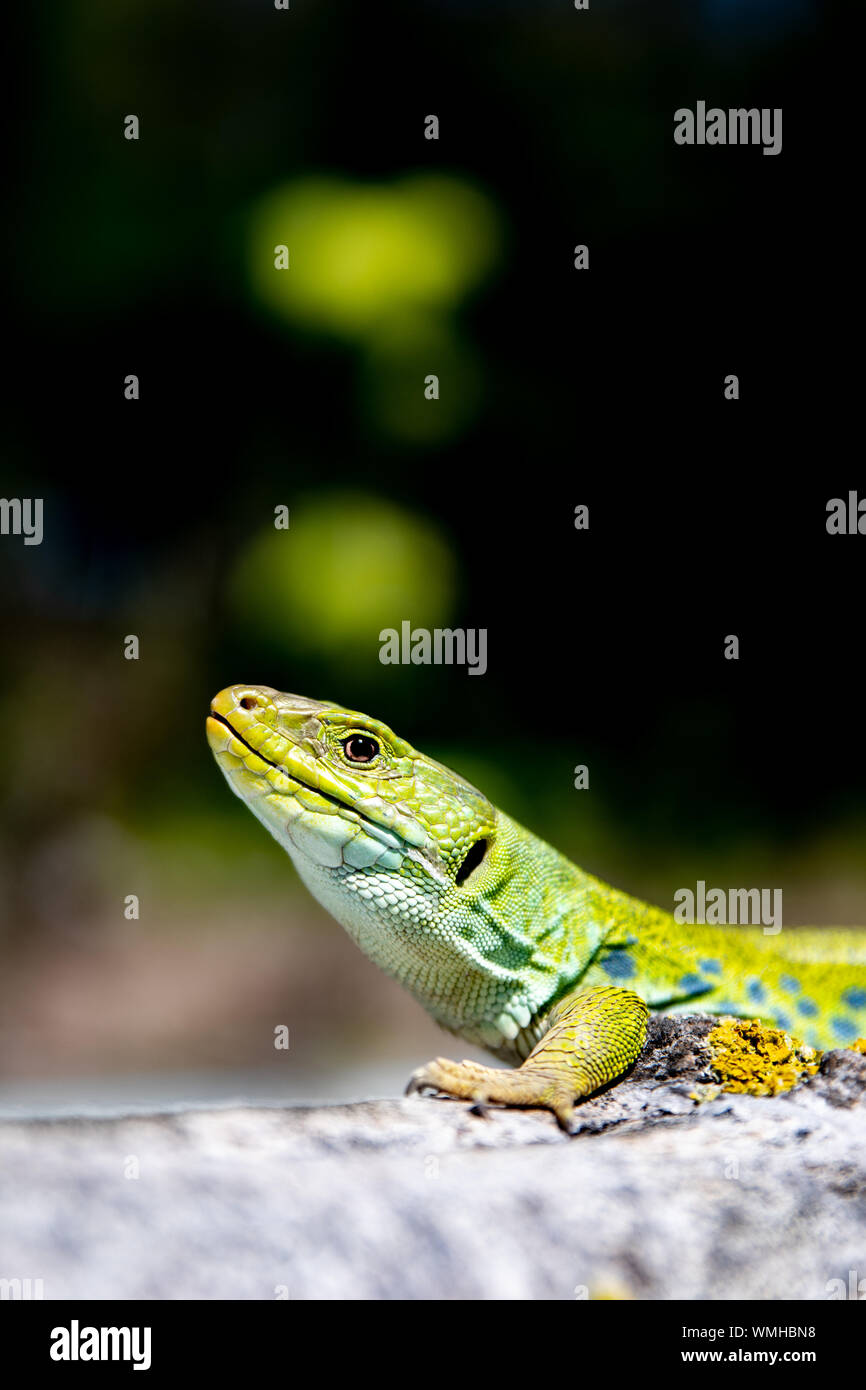 Jeweled Lizard in Spain Stock Photo - Alamy