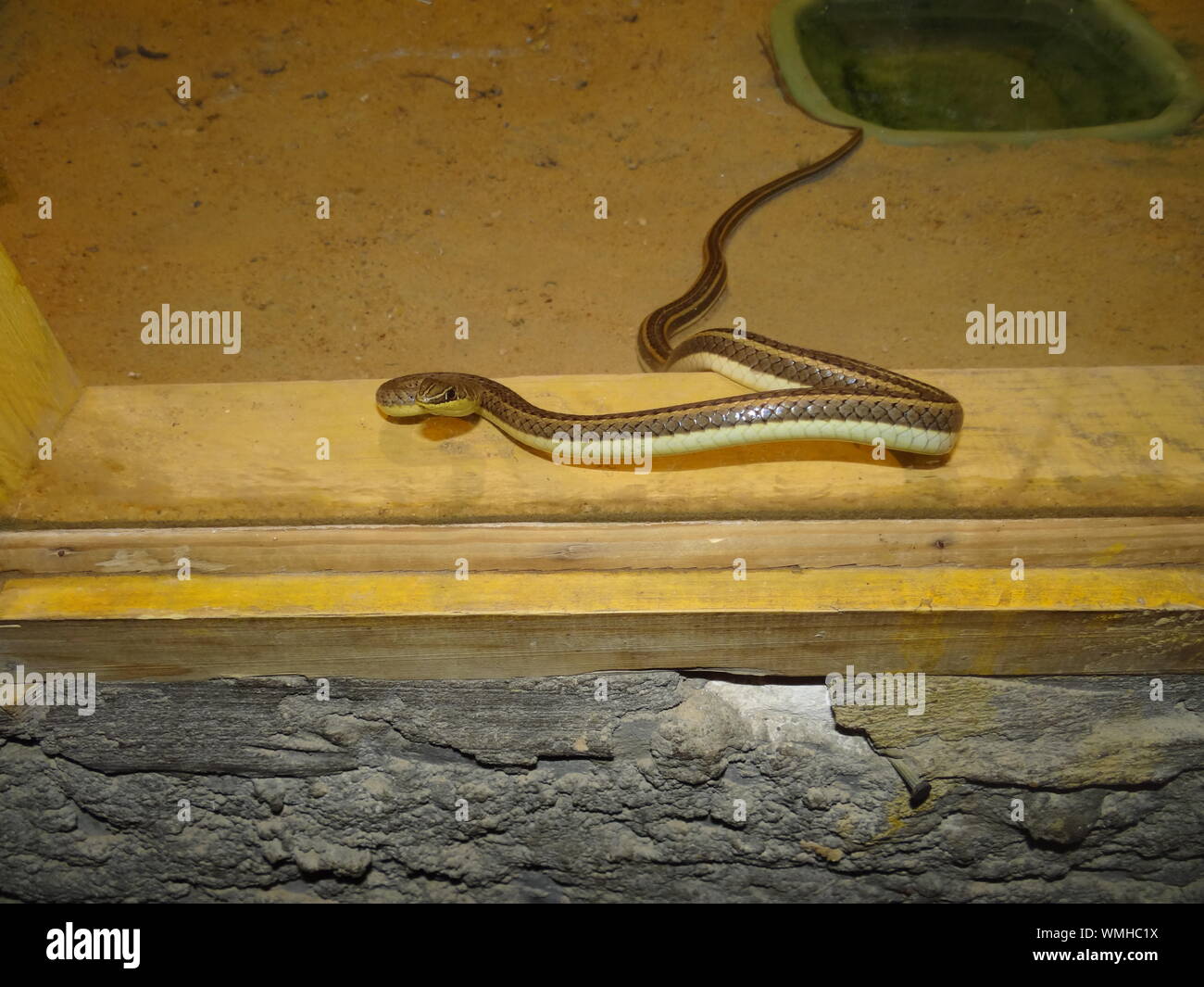 Wood Snake High Resolution Stock Photography and Images - Alamy