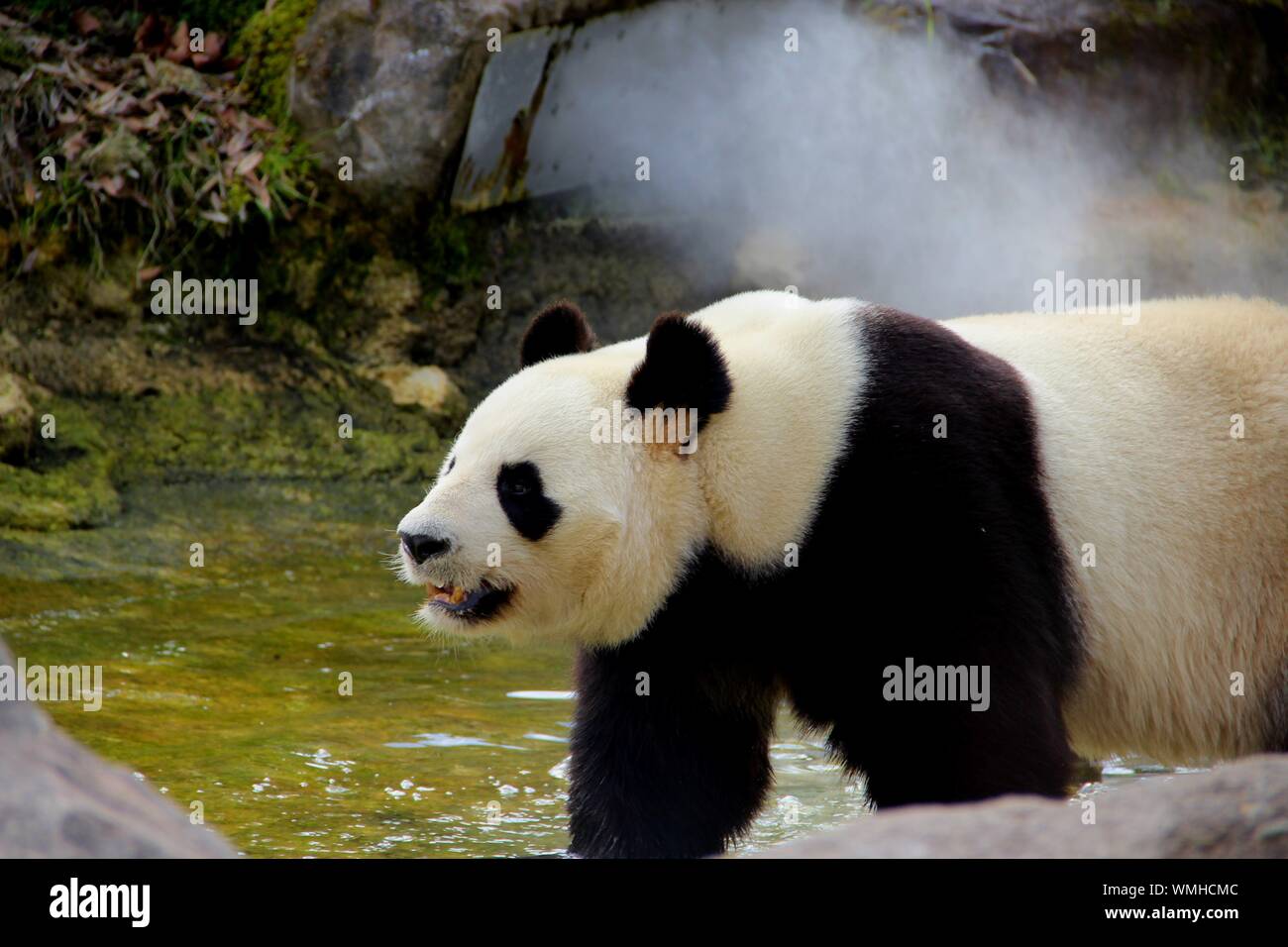 Hot panda hi-res stock photography and images - Alamy