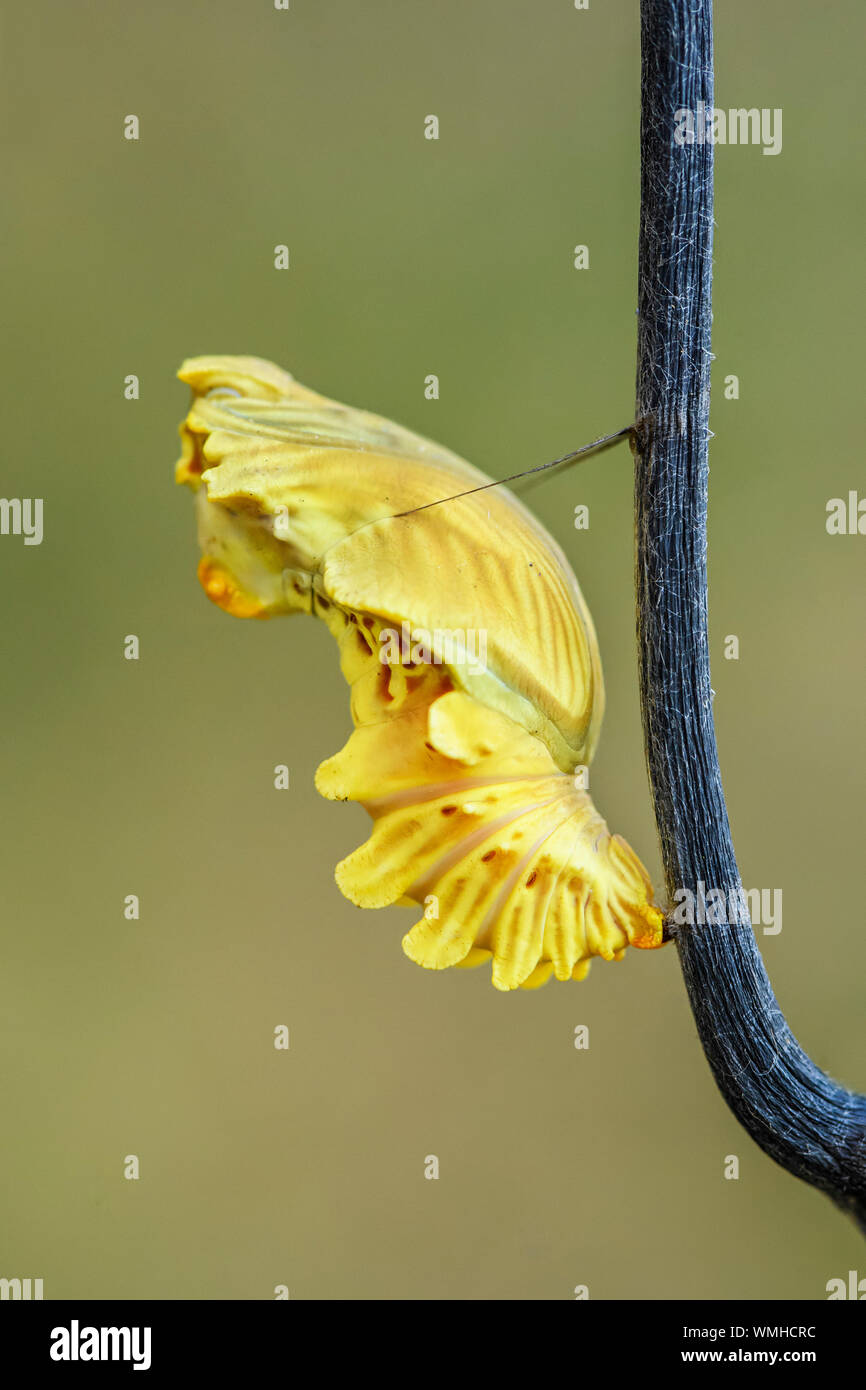 Chinese Windmill butterfly - Atrophaneura alcinous, beautiful popular ...