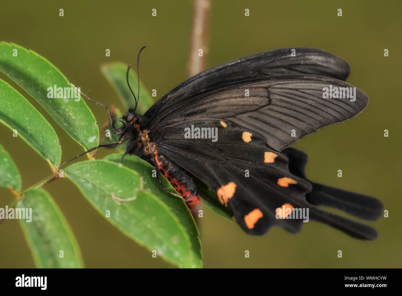 Chinese Windmill butterfly - Atrophaneura alcinous, beautiful popular ...