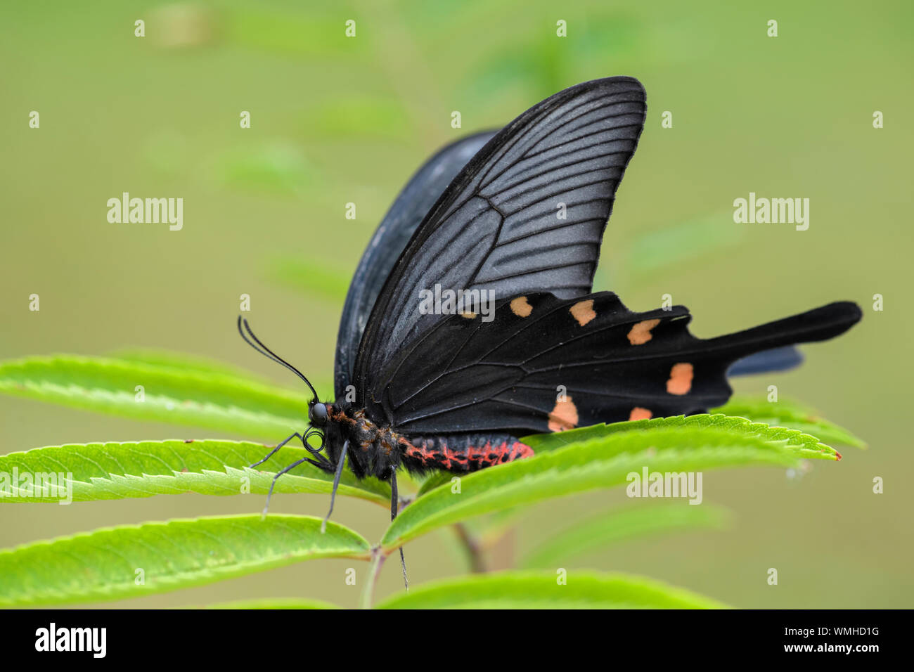 Chinese Windmill butterfly - Atrophaneura alcinous, beautiful popular ...