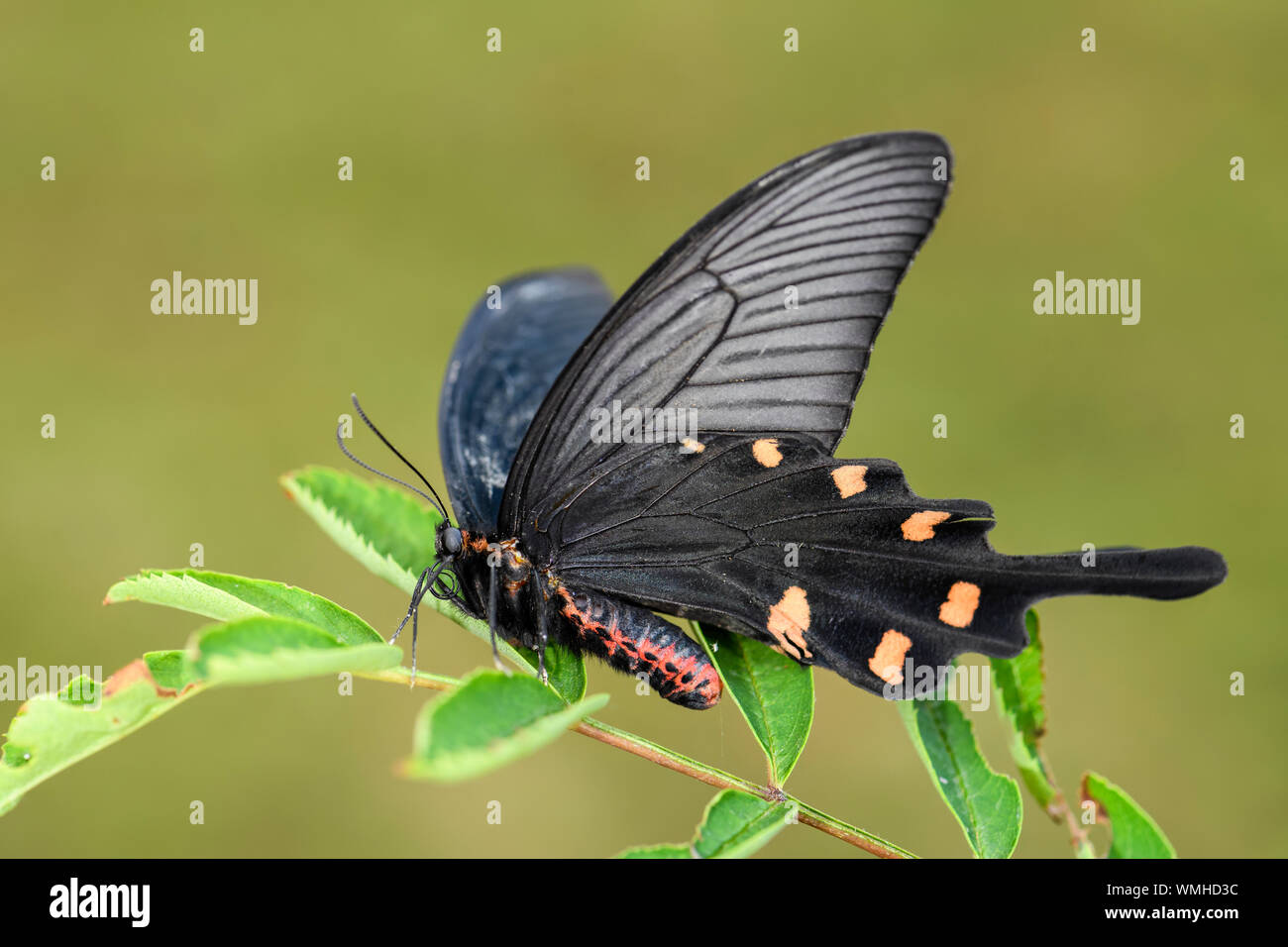 Chinese Windmill butterfly - Atrophaneura alcinous, beautiful popular ...