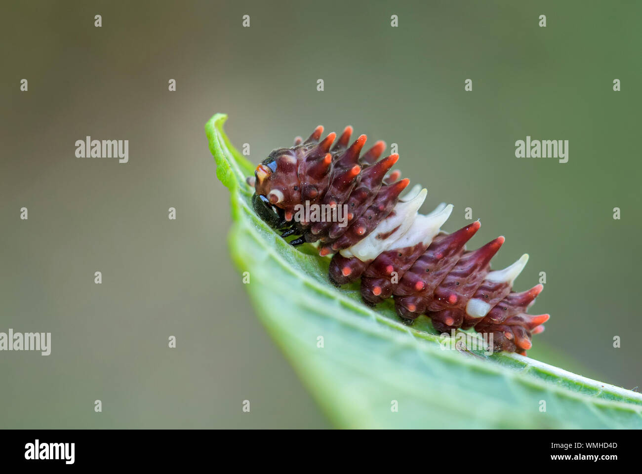 Chinese Windmill butterfly - Atrophaneura alcinous, beautiful popular ...