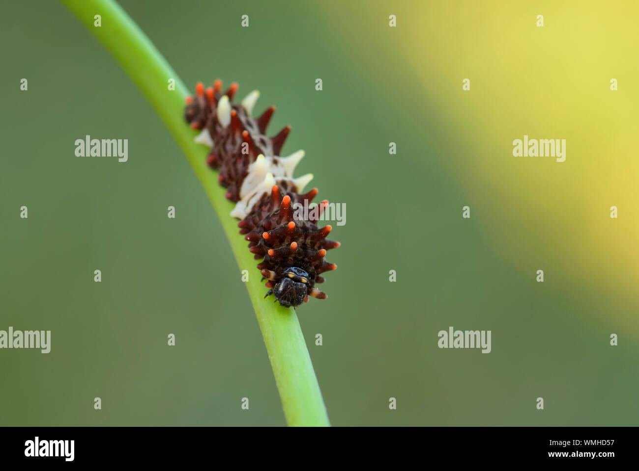 Brown swallowtails butterfly hi-res stock photography and images - Alamy