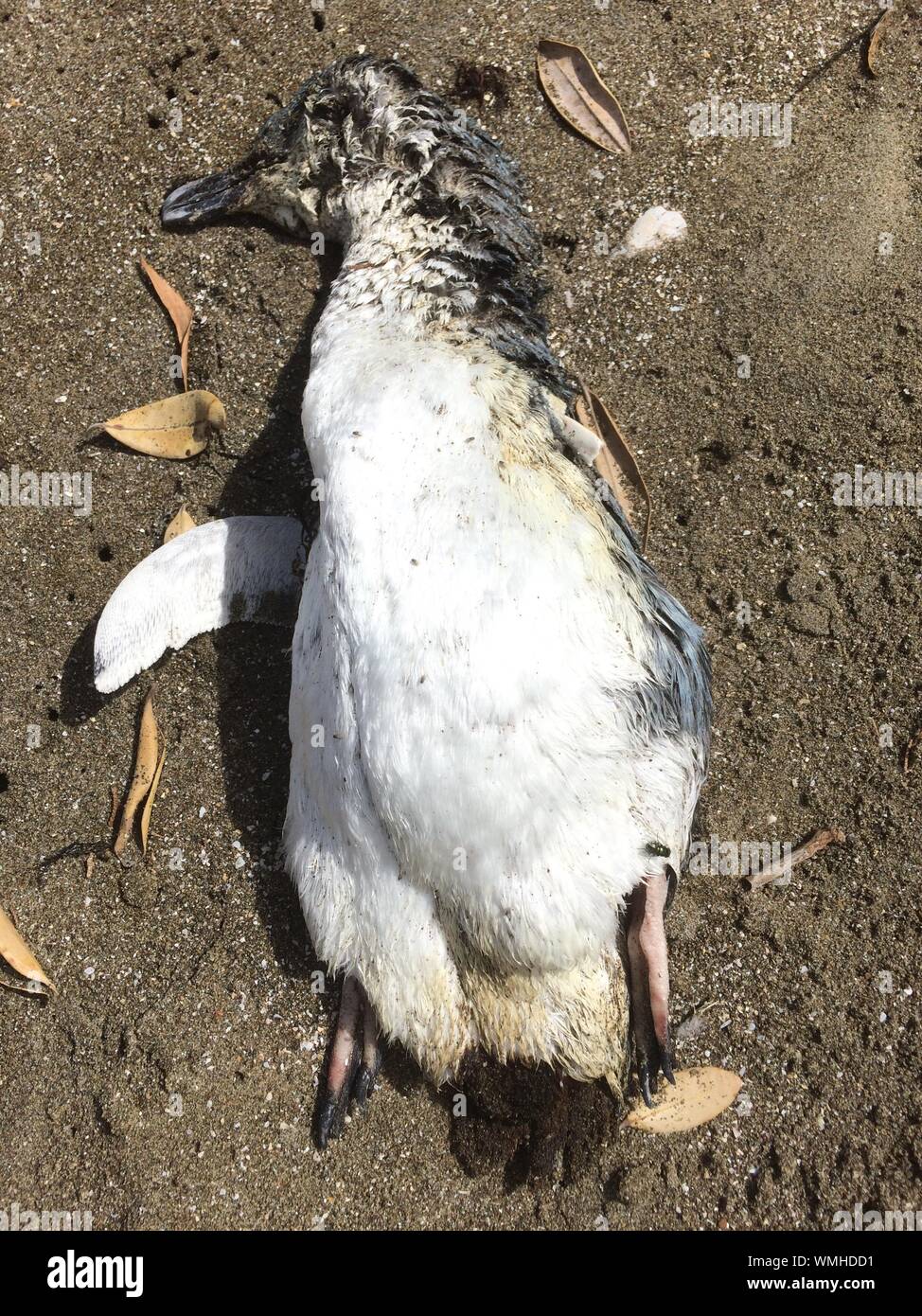 Penguin dead hi-res stock photography and images - Alamy