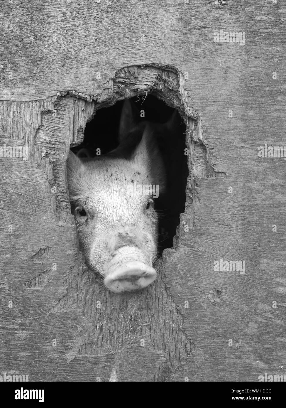 Head through the hole Black and White Stock Photos & Images - Alamy