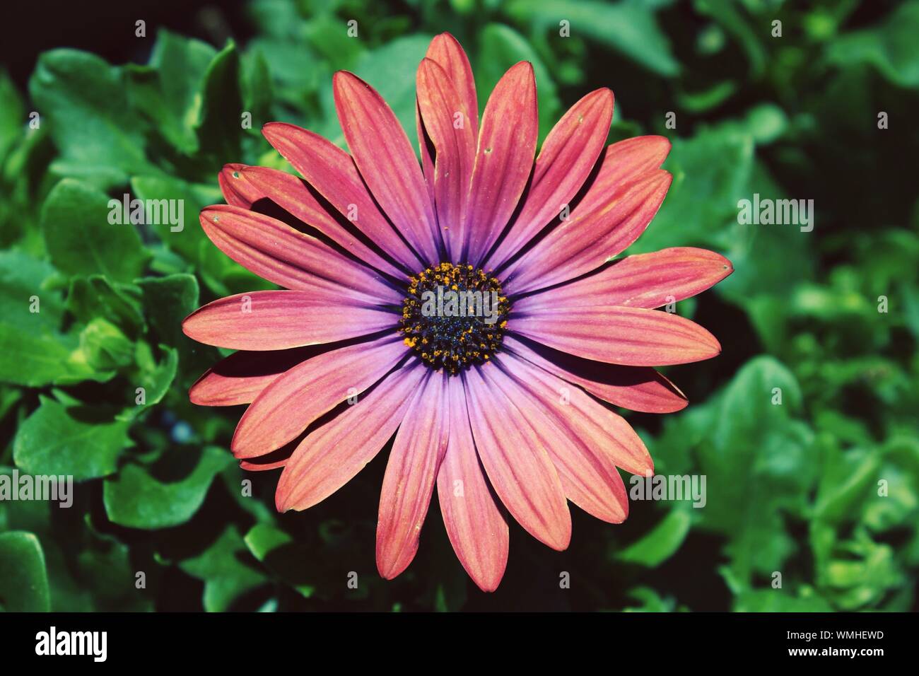 Osteospermum Red High Resolution Stock Photography and Images - Alamy