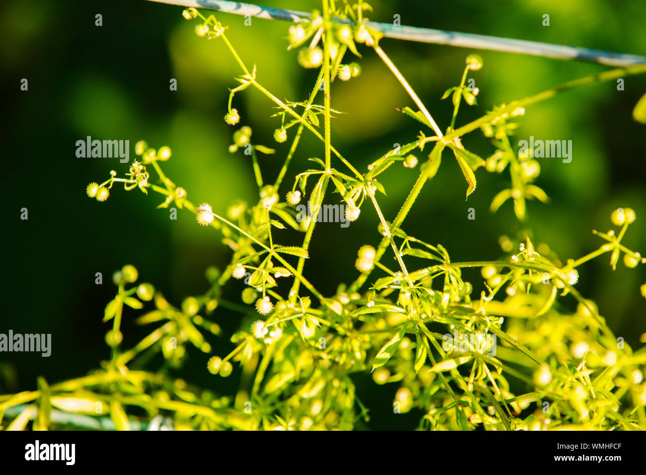Common Cleaver, Galium aparine growing in Ambleside, UK Stock Photo - Alamy