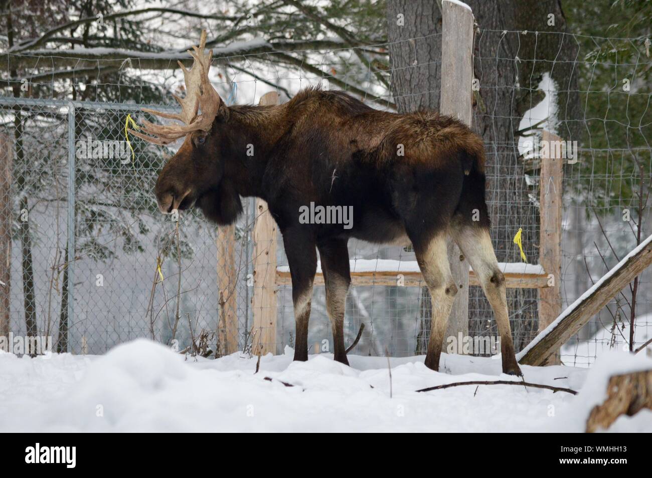 Moose fence hi-res stock photography and images - Alamy