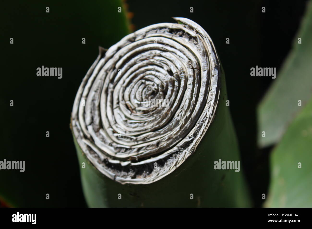 Natural spiral pattern hi-res stock photography and images - Alamy