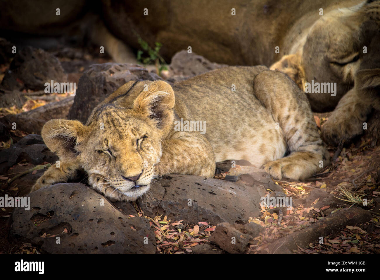 Cub on rocks hi-res stock photography and images - Alamy