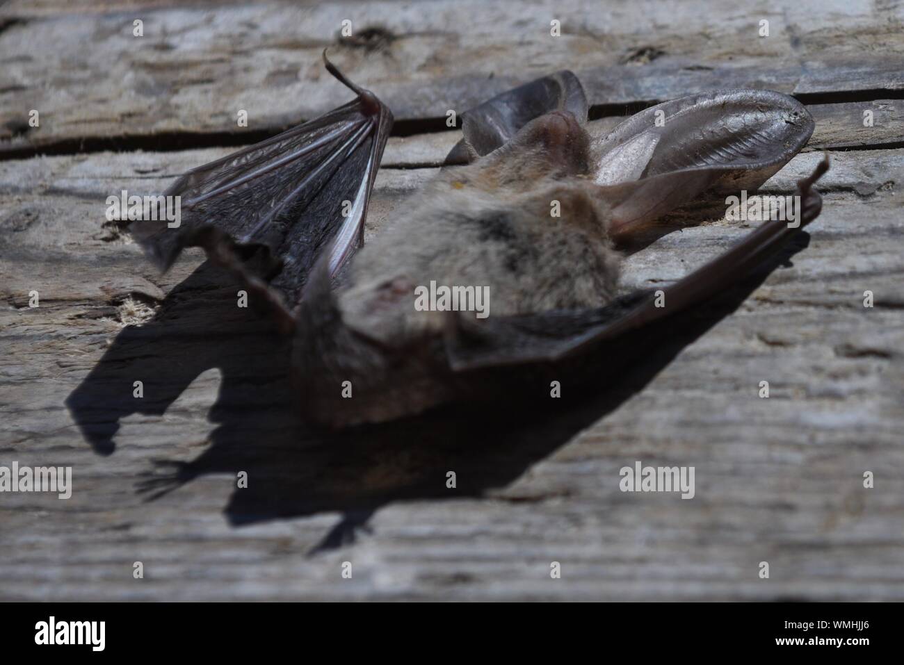 Resting bat hi-res stock photography and images - Alamy