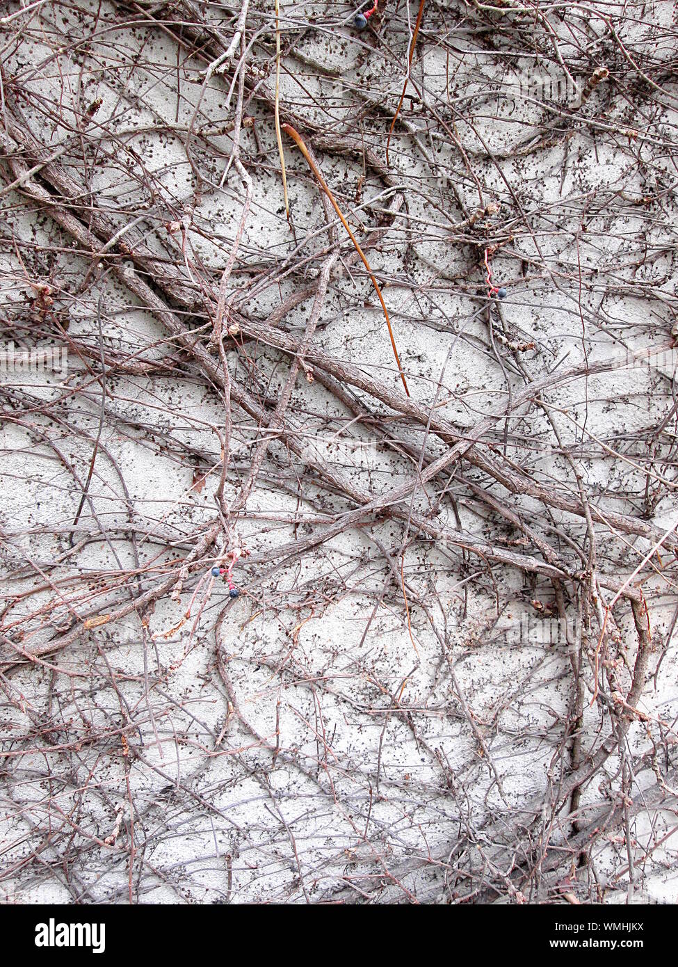 Dry vine on wall hi-res stock photography and images - Alamy