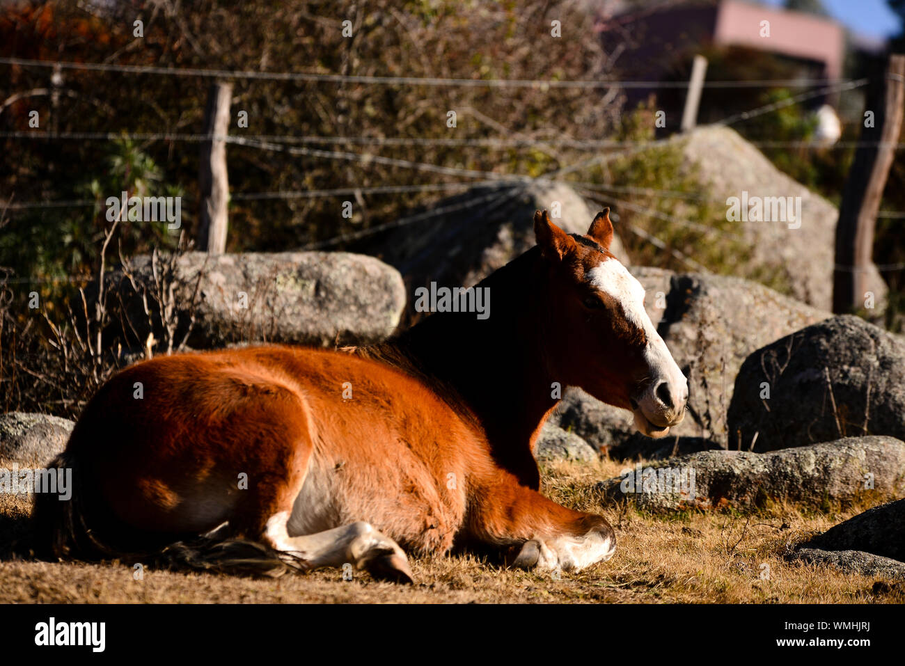 Sitting foal hi-res stock photography and images - Alamy