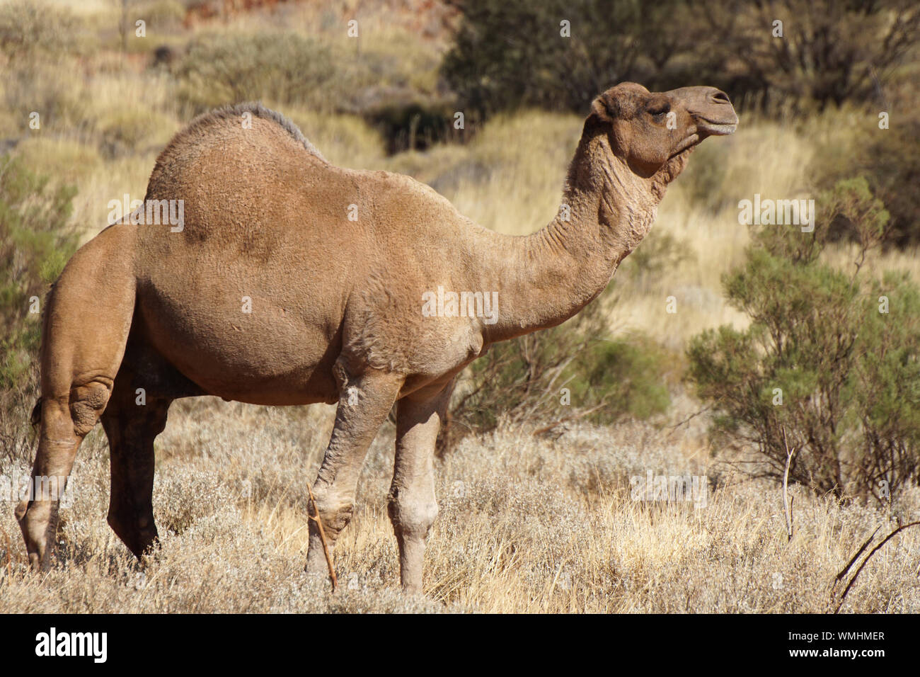Camel Safari Australia High Resolution Stock Photography and Images - Alamy