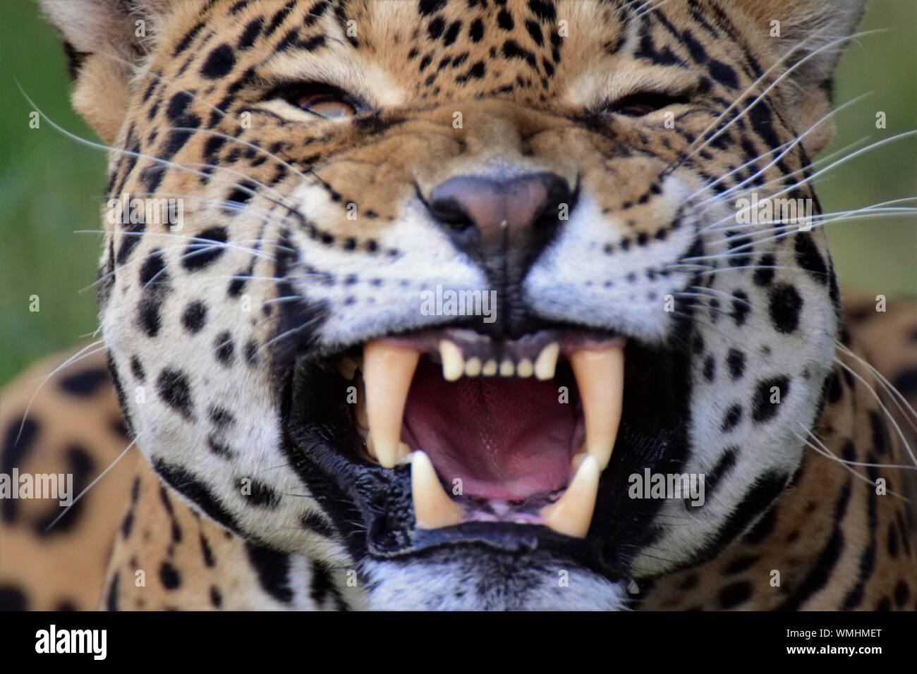 Jaguar With Mouth Open High Resolution Stock Photography and Images - Alamy