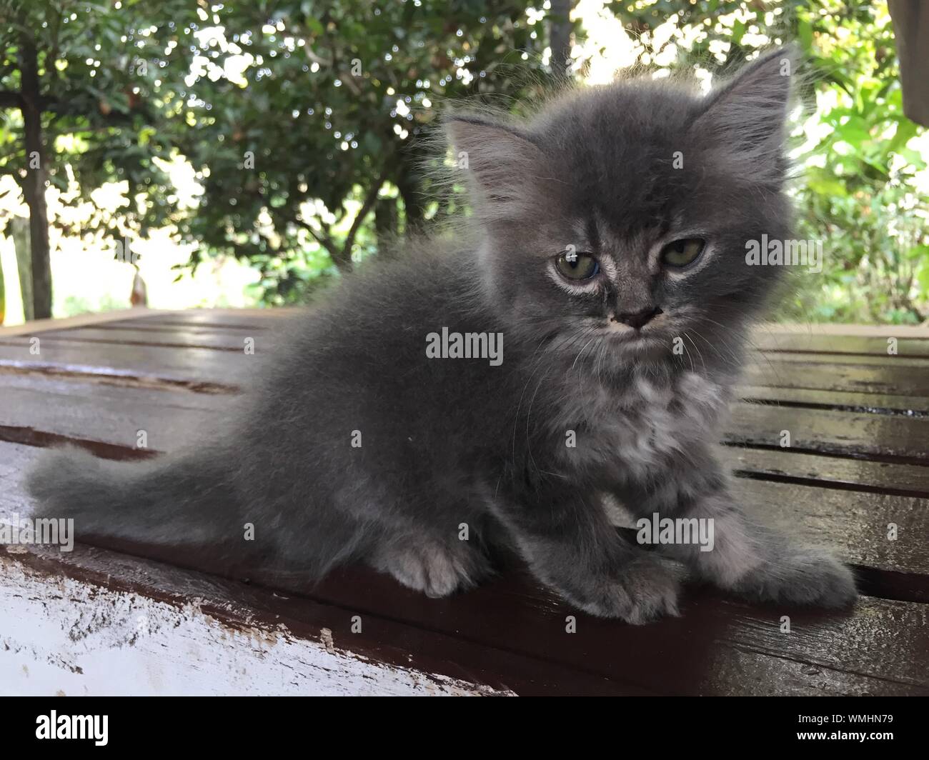 Black cat tree hi-res stock photography and images - Alamy