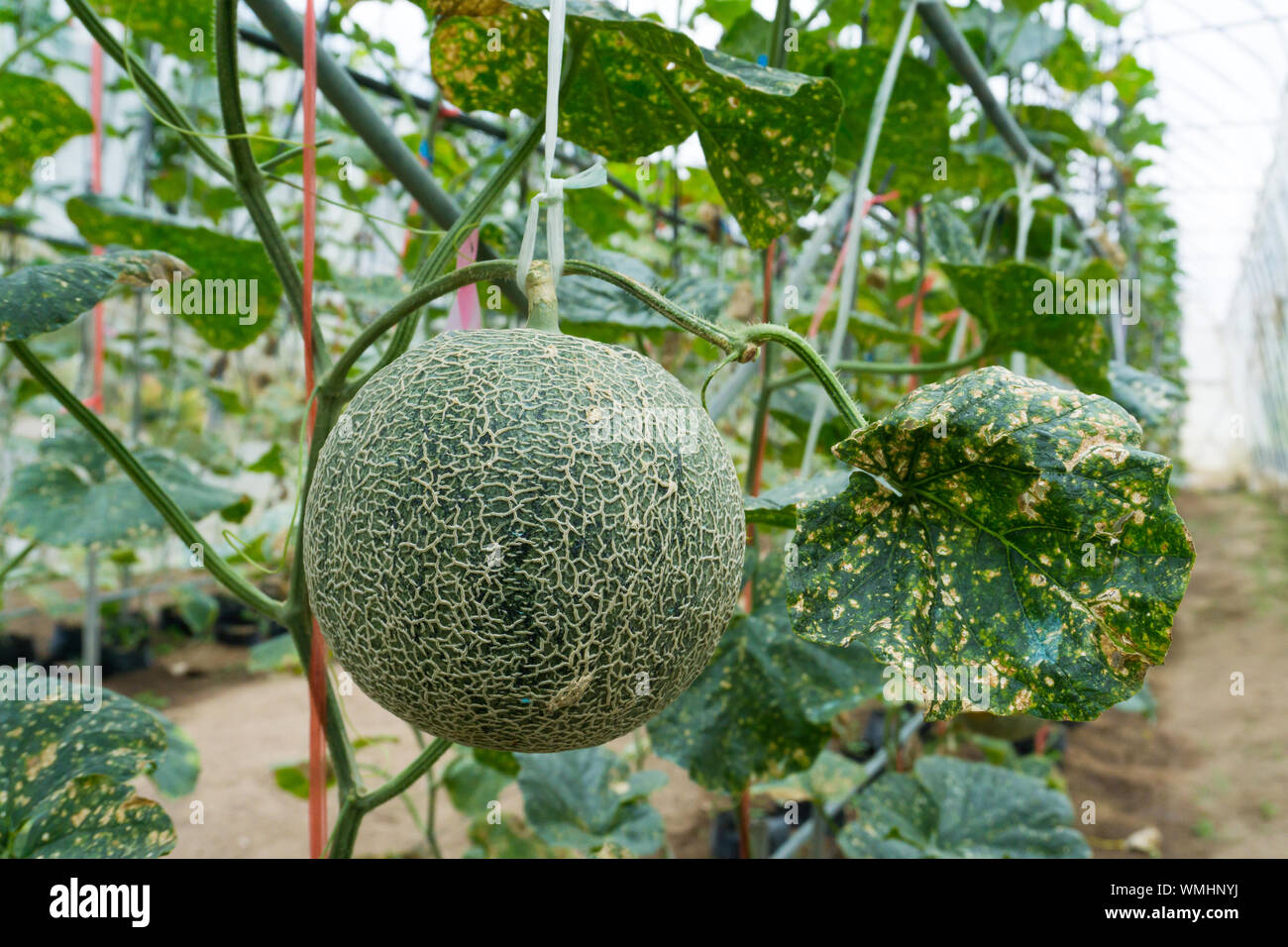 Melon Growing High Resolution Stock Photography and Images - Alamy