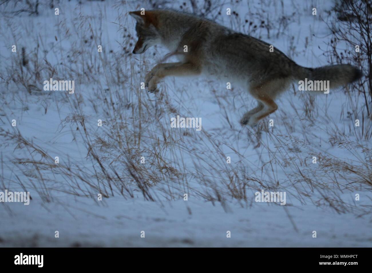 Wolf jumping hi-res stock photography and images - Alamy