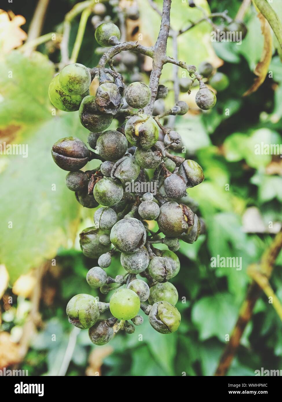 Rotting grapes hi-res stock photography and images - Alamy