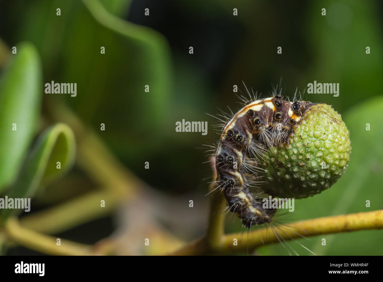 Caterpillar eating hi-res stock photography and images - Alamy