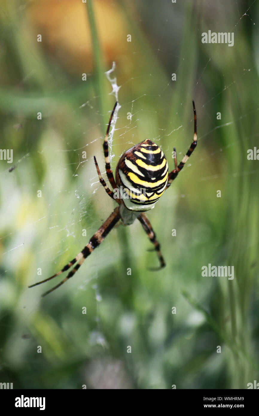 Weben spinne hi-res stock photography and images - Alamy