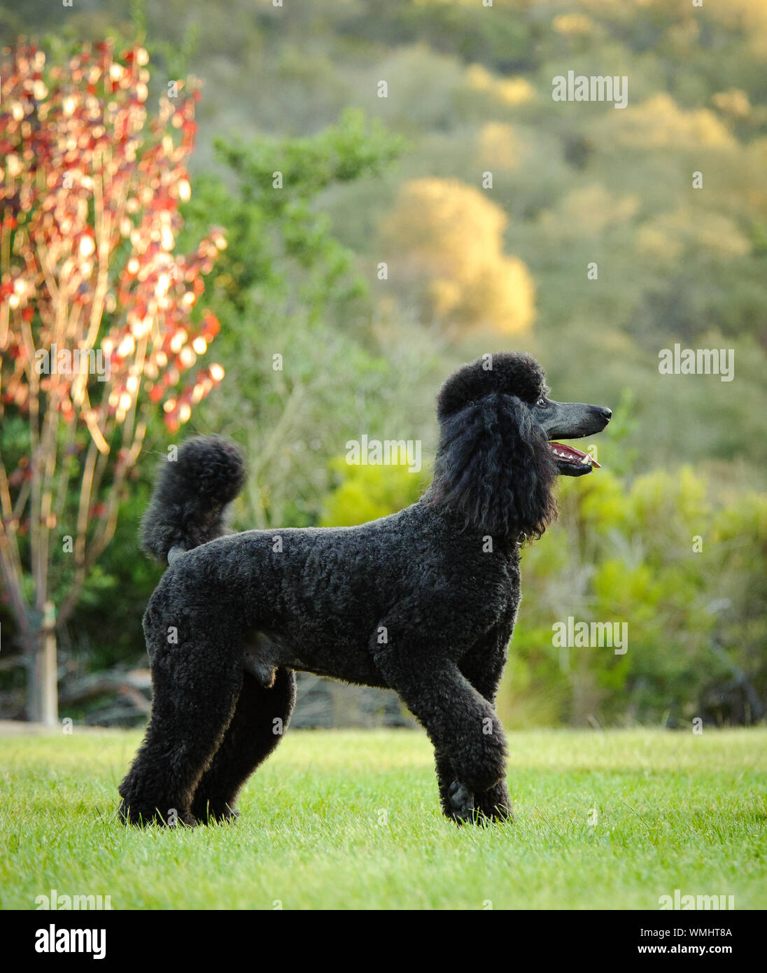 Poodle side hi-res stock photography and images - Alamy