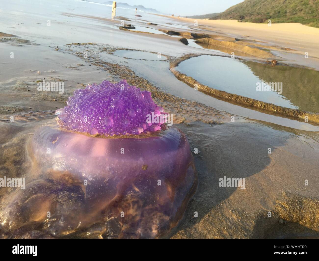 Real jellyfish hi-res stock photography and images - Alamy